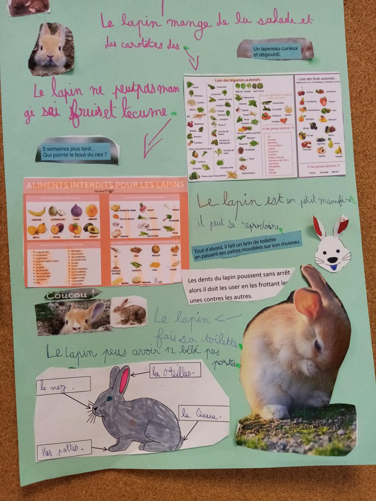 Premiers exposés en CP/CE1 | Ecole Saint Joseph